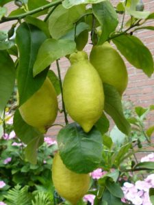 Citrus lemon (citroen) – Bezoekmijntuin